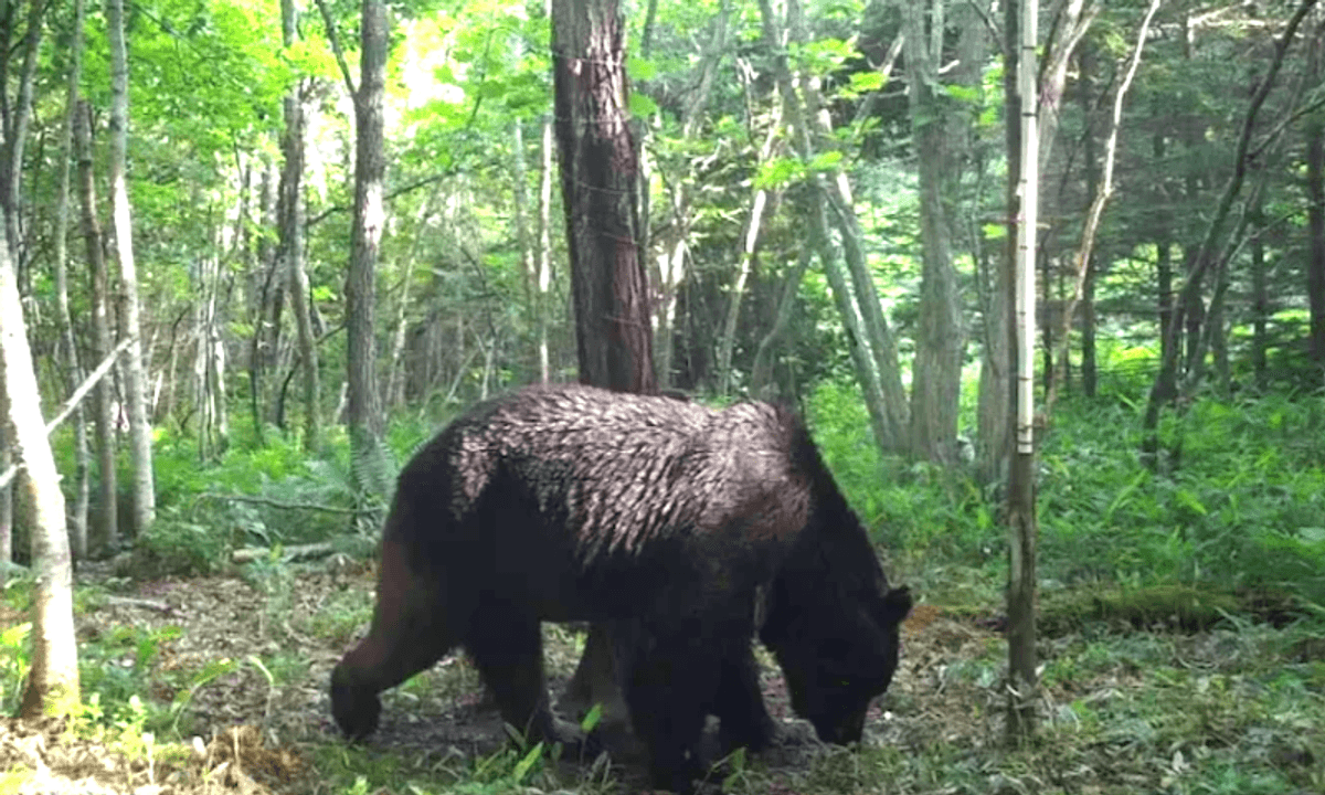 Elusive Japanese 'Ninja' bear killed - Raw Story