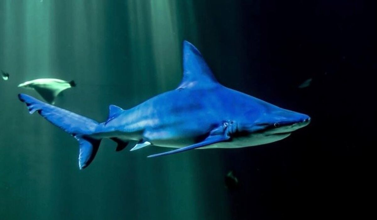 Overfishing pushes reef sharks toward extinction: study - Raw Story