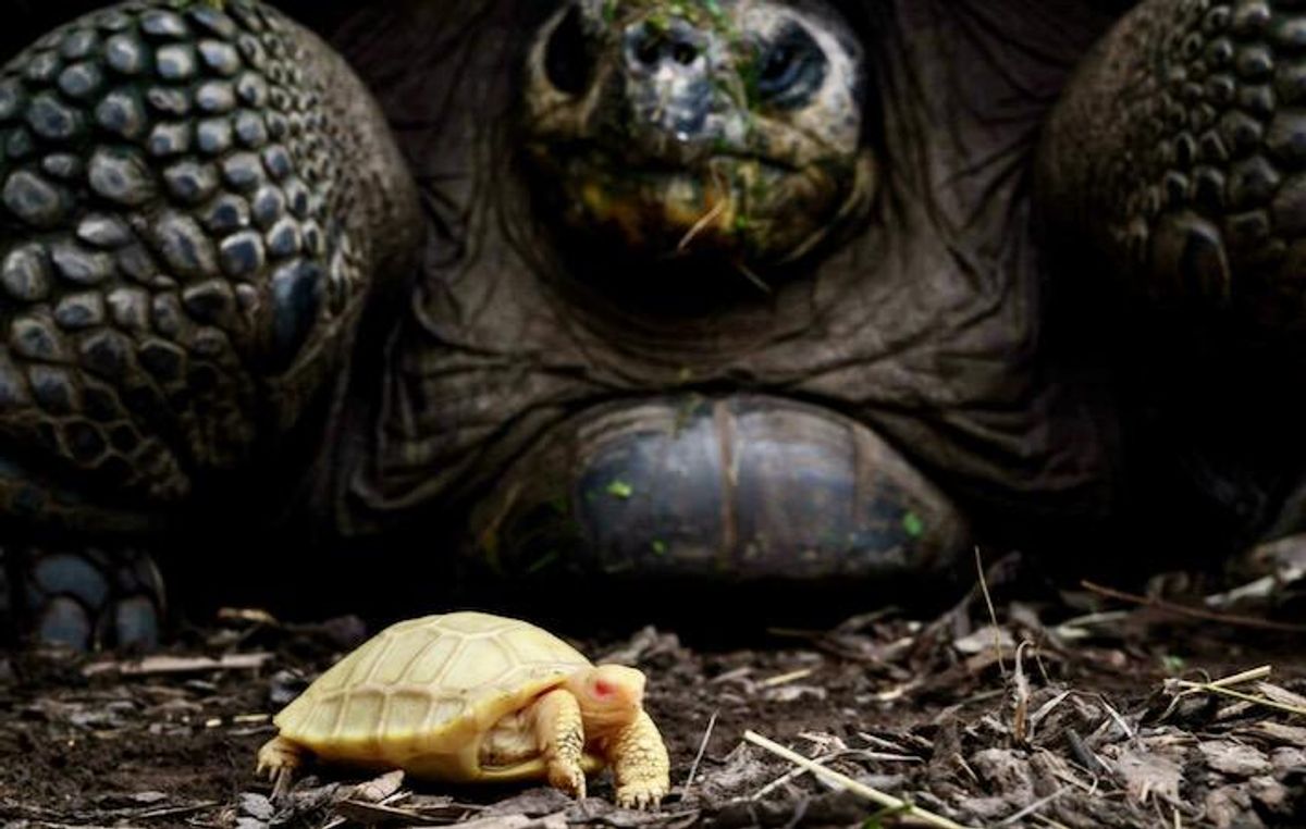 Forever young: Many cold-blooded creatures don't age, studies show ...