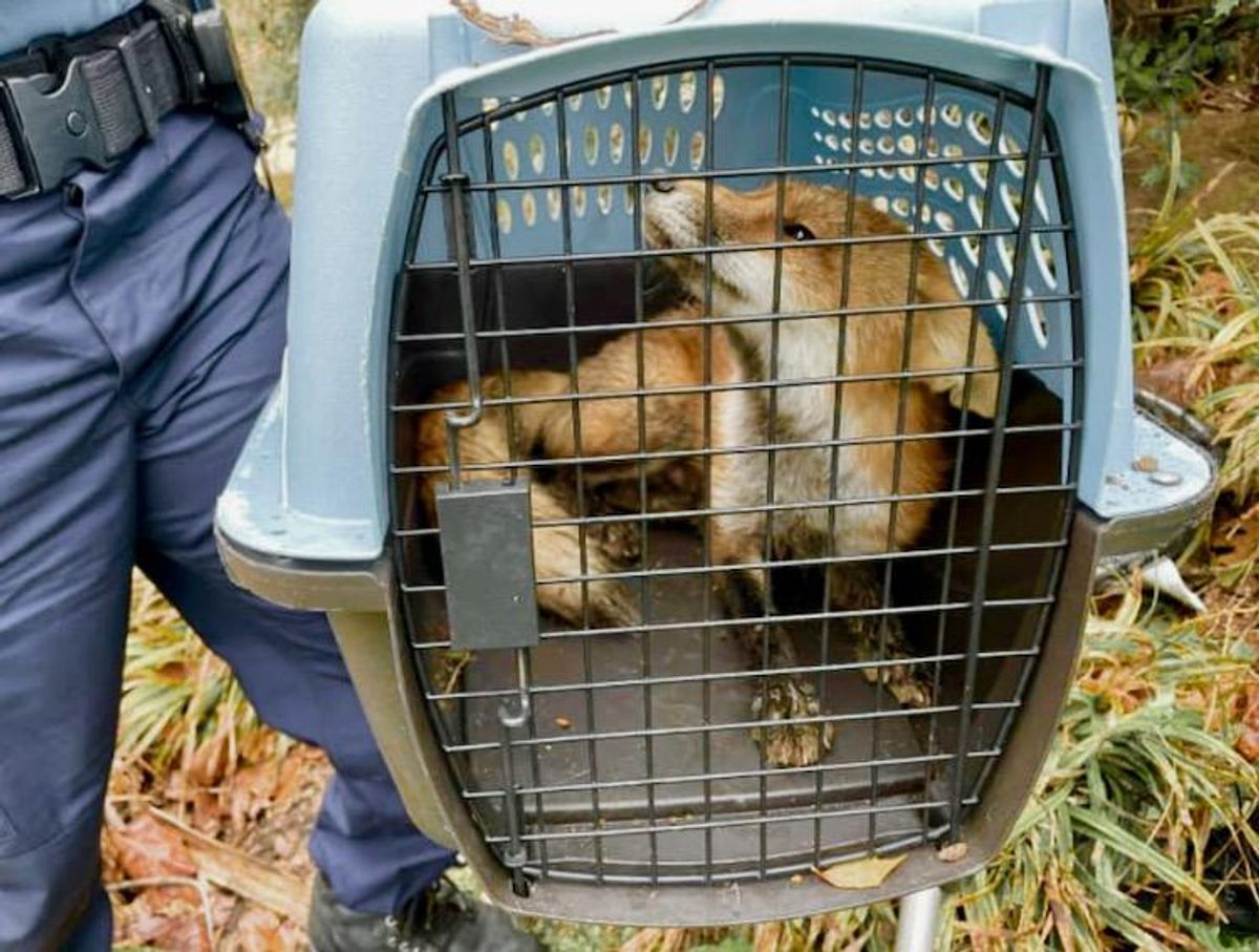 'Infurrection': red fox terrorizes humans in US Capitol rampage - Raw Story