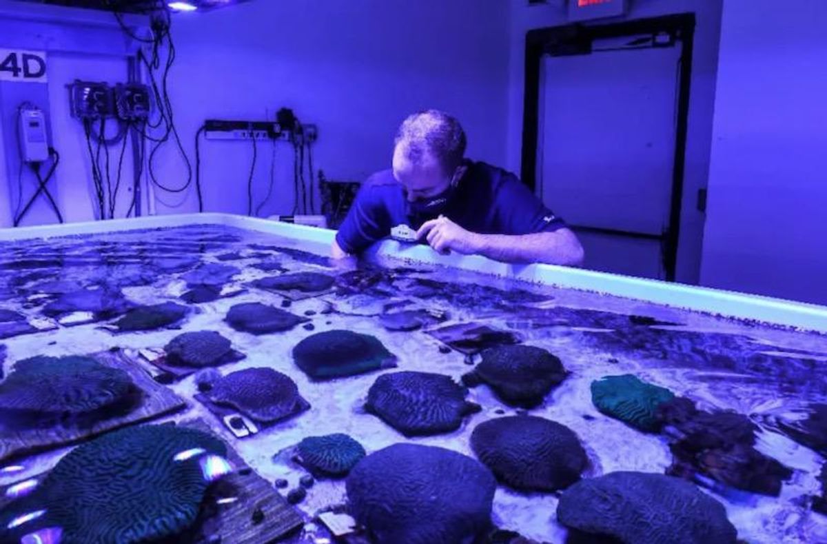 Scientists race to save Florida coral reef from mysterious disease ...