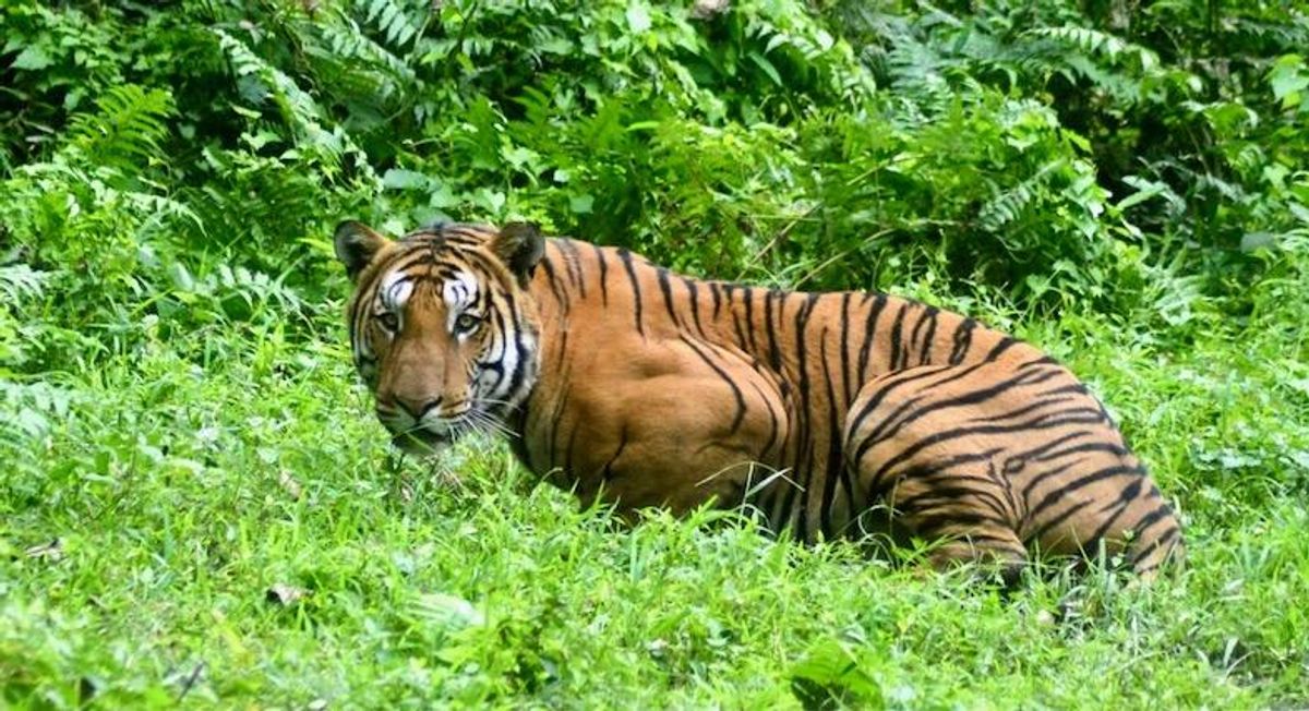 Earning its stripes: tech bid to crack tiger trade - Raw Story