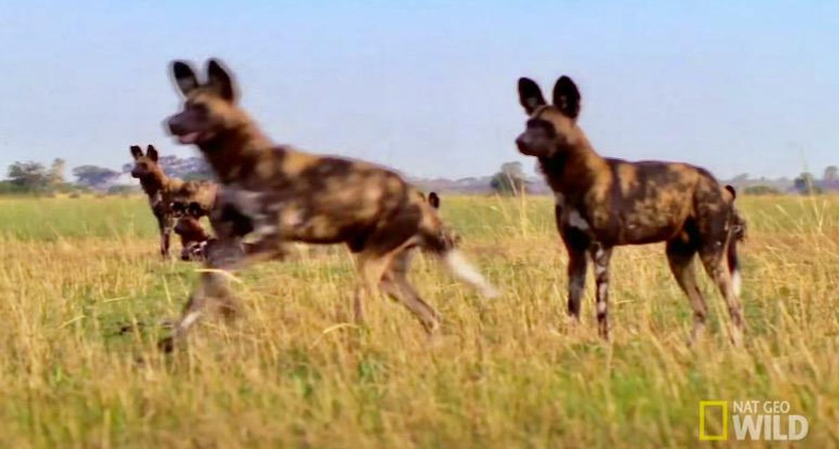 African wild dogs cope with human development using skills they rely on ...