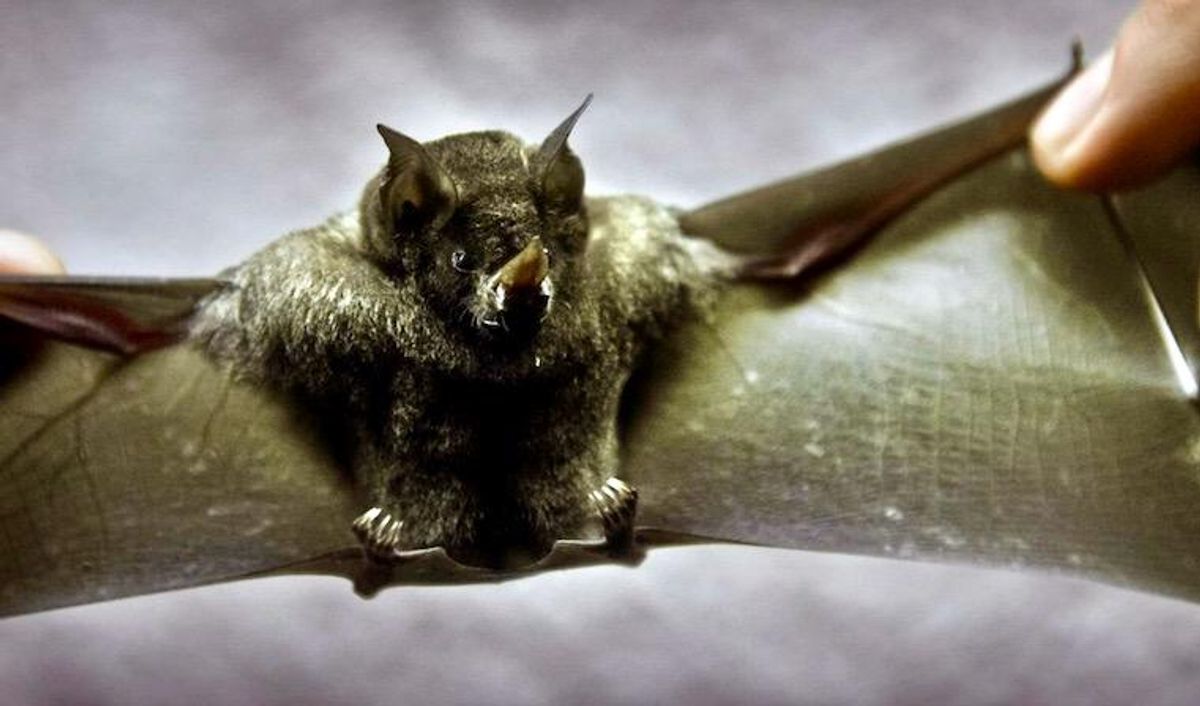 The age of outbreaks: Experts warn of more animal disease threats - Raw ...