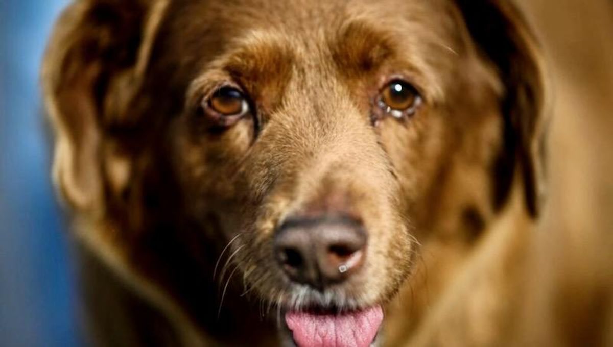 World's oldest dog Bobi, 30, is also one of the luckiest - Raw Story