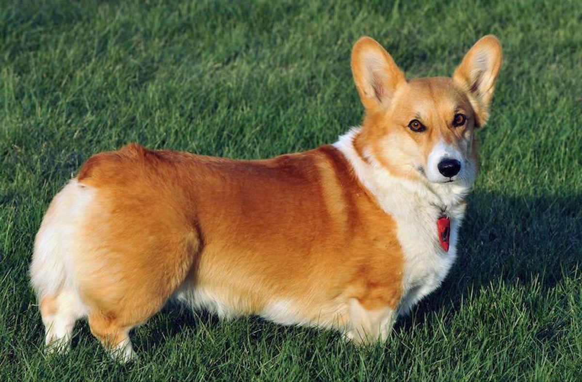 Corgi killing by health workers sparks outrage in China - Raw Story ...
