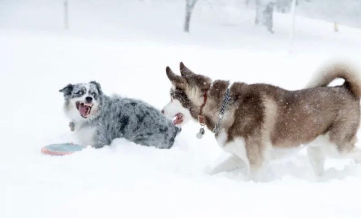 Dog show: Pet pooches play more when humans are watching - Raw Story