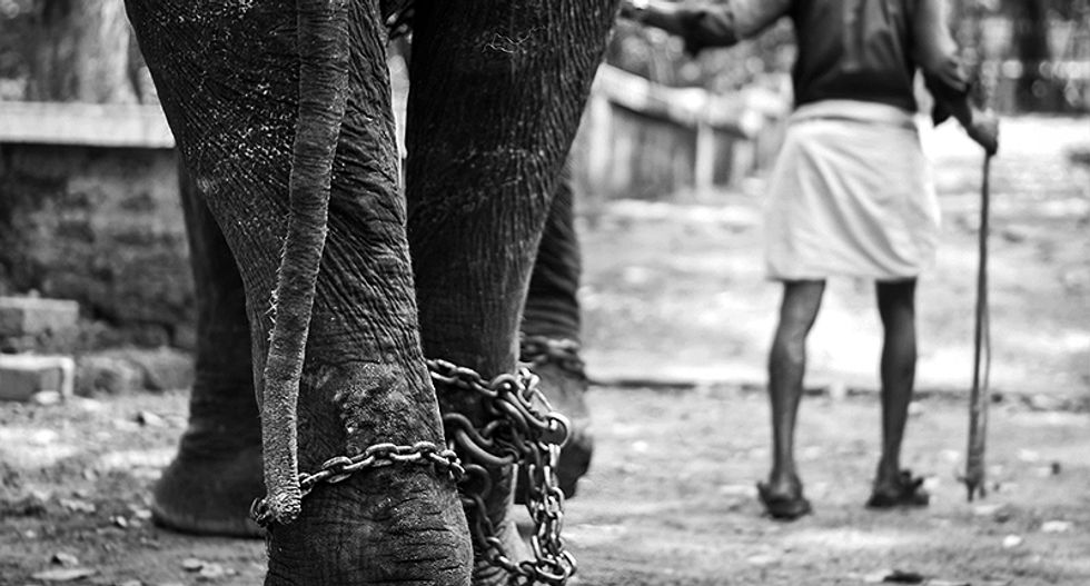 The tragic truth behind all of those people posing with wild animals ...