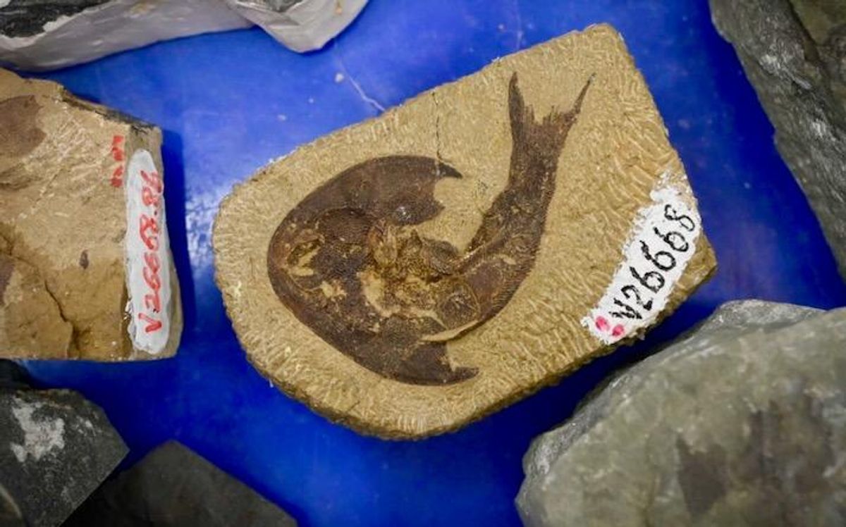 Fish fossils found in China offer clues on human evolution: researchers ...