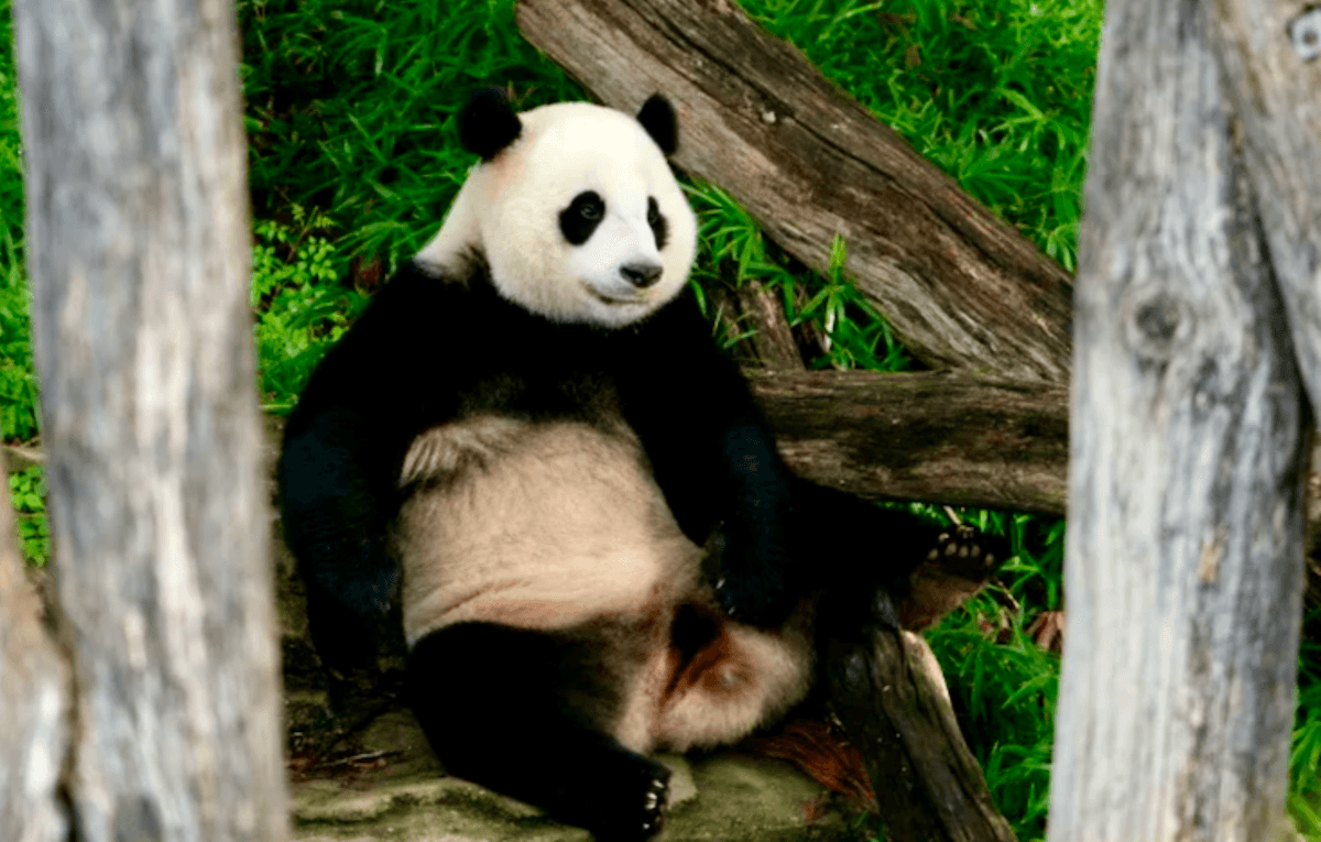 Washington says goodbye to pandas amid bitter U.S.-China backdrop - Raw ...