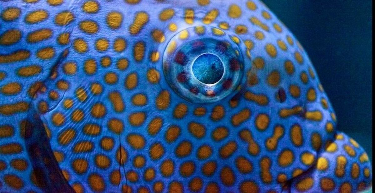 How animals get their skin patterns is a matter of physics - Raw Story