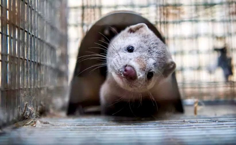 Spain to cull nearly 100,000 mink with coronavirus - Raw Story