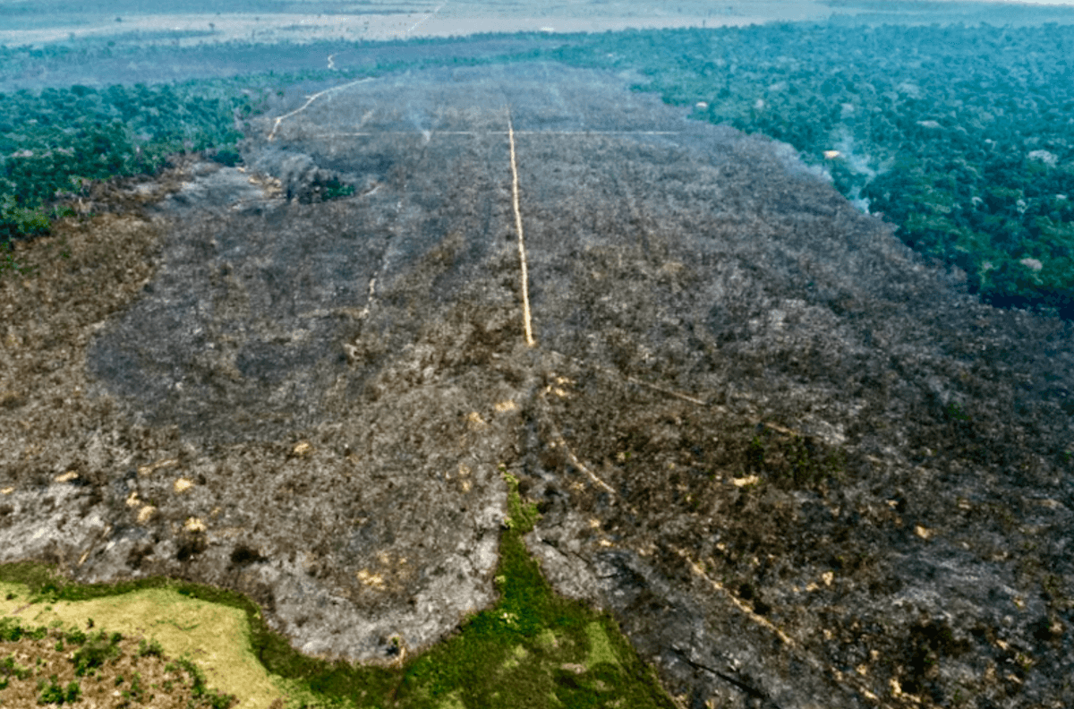 Arson turns Amazon reforestation project to ashes - Raw Story