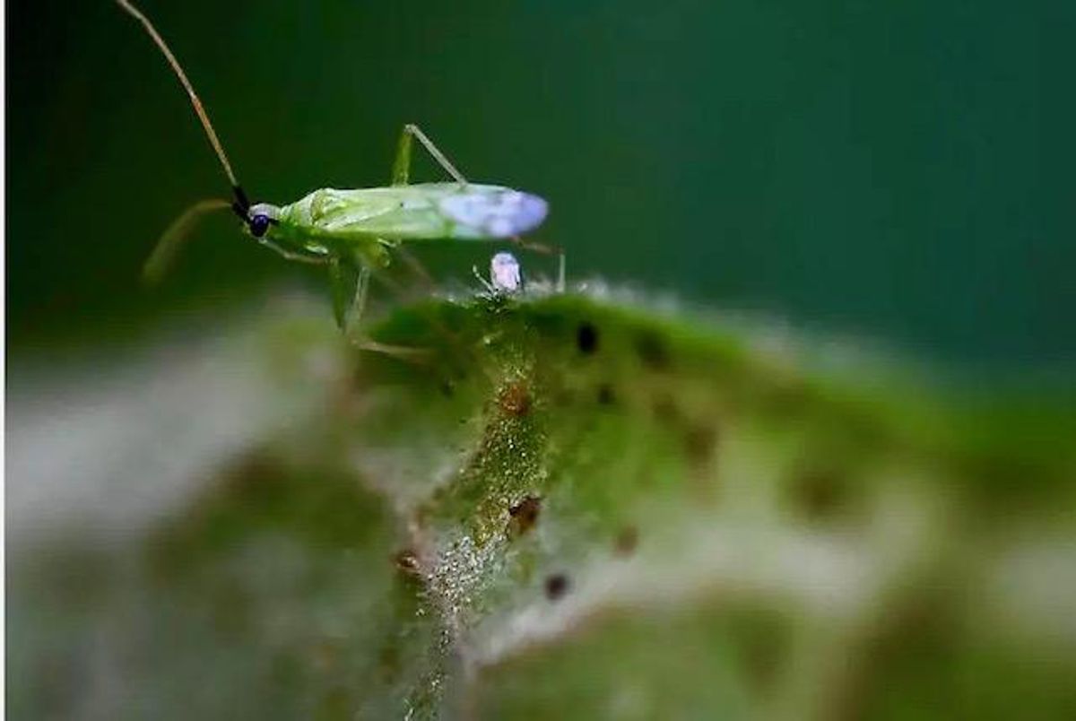 French 'bug farm' thrives on demand for pesticide-free fruit - Raw Story