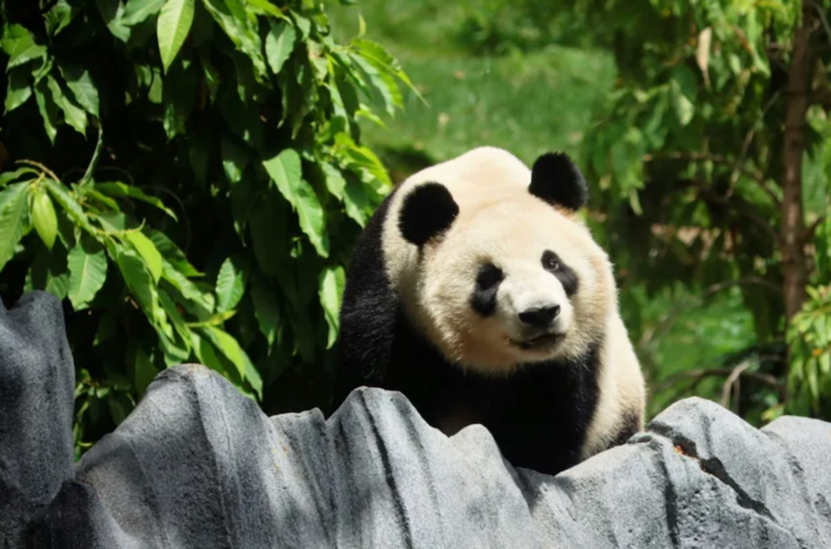 California zoo throws a show to welcome back Chinese pandas - Raw Story