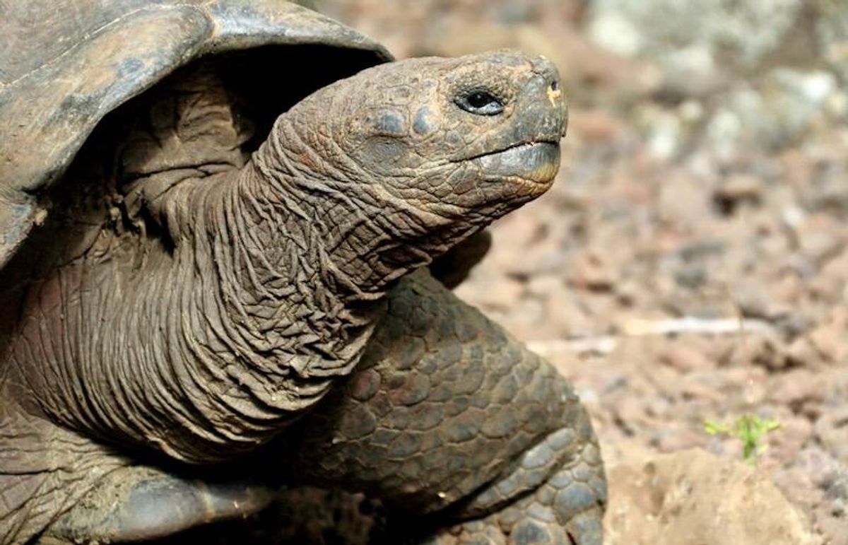 Ecuador investigates killing of four Galápagos giant tortoises - Raw Story