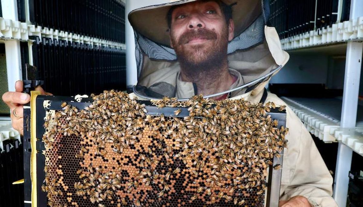 Robot hives in Israel kibbutz hope to keep bees buzzing - Raw Story