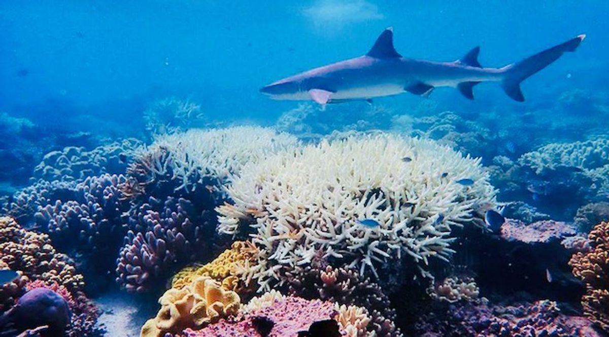 Great Barrier Reef's World Heritage status at risk - Raw Story