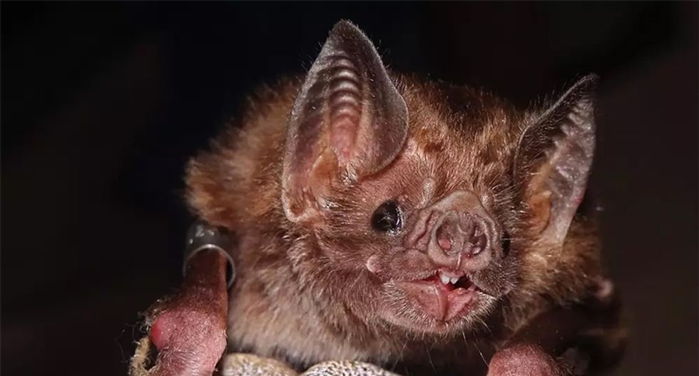 Vampire bats reveal complex social lives and unique adaptations in ...