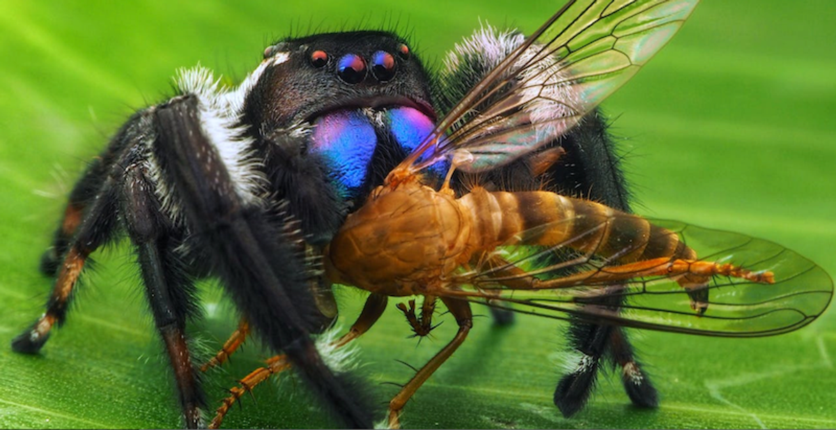 Studying the stomach contents of spiders shows how they help control ...