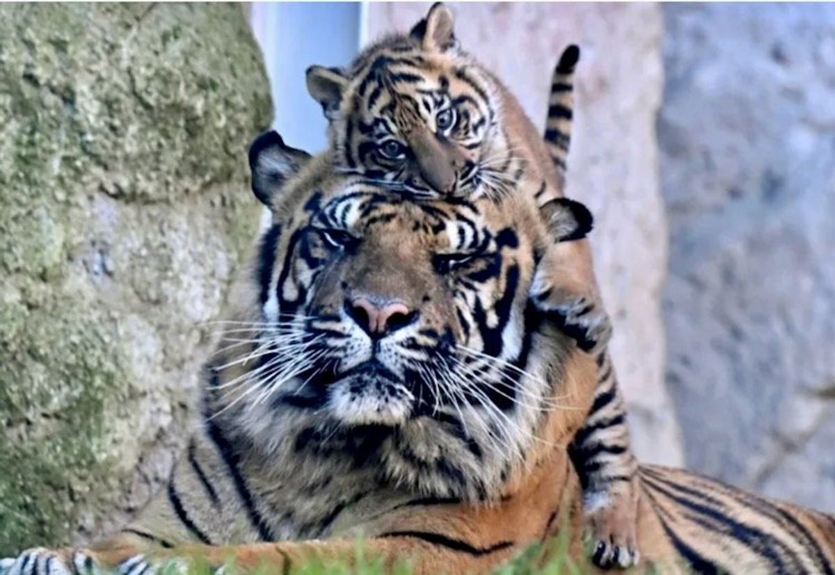 Rangers hunt endangered Indonesian tigers after deadly attacks - Raw Story