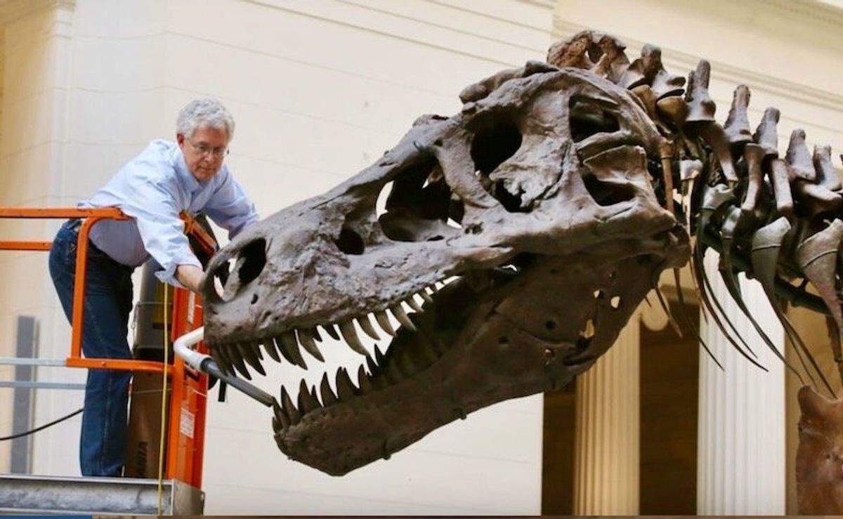 T-Rex skeleton to go under hammer in Switzerland - Raw Story