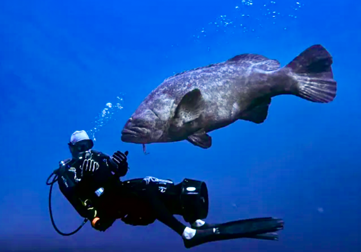 Goliath Grouper
