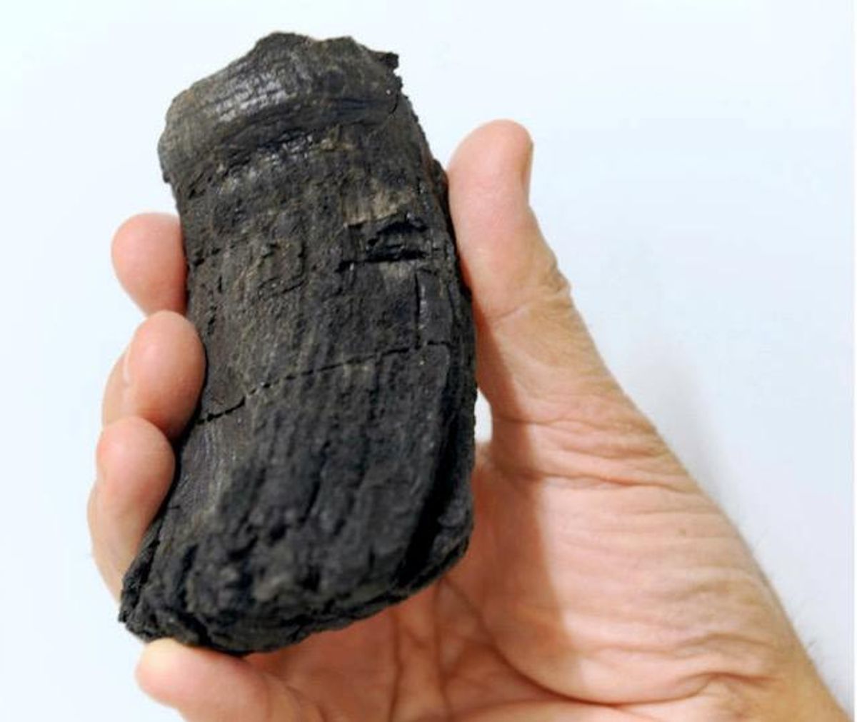 Giant tooth of ancient marine reptile discovered in Alps - Raw Story