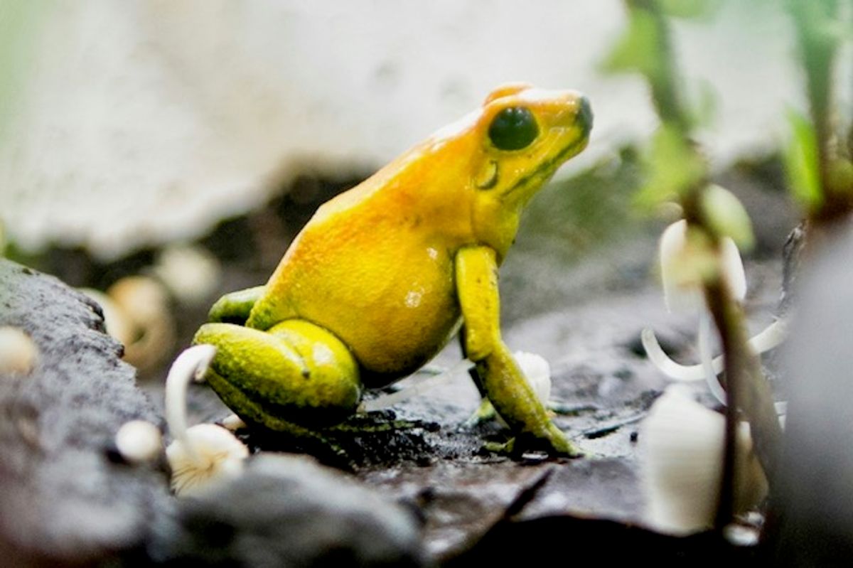A new treatment helped frogs regenerate their amputated legs – taking ...