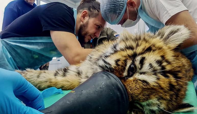 Russian baby tiger fights for life after frostbite, surgery | Lipstick ...