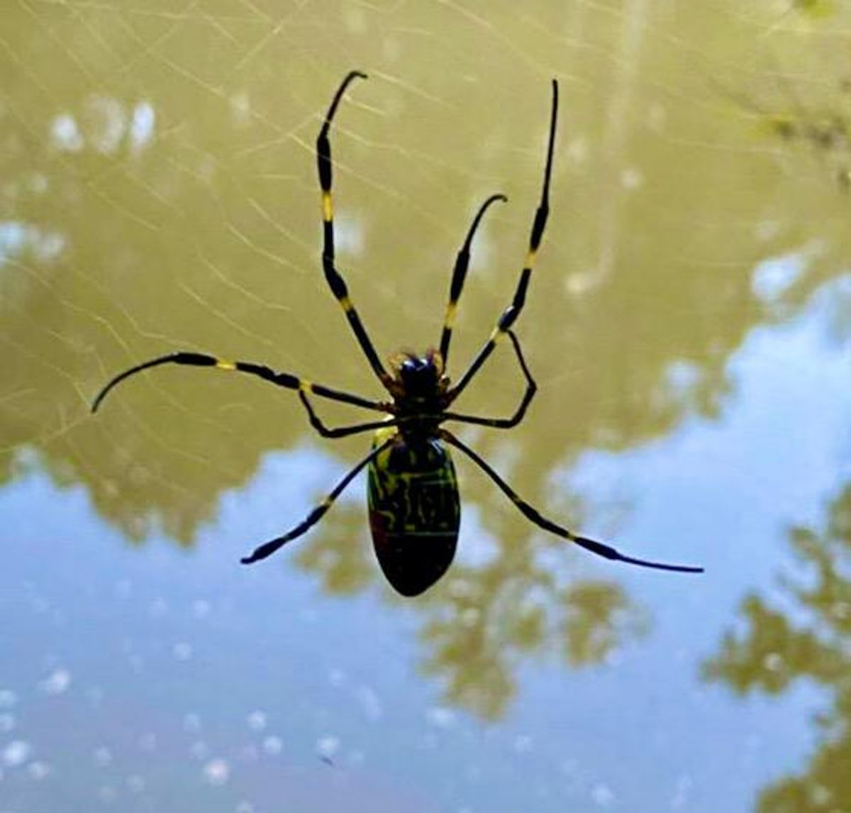 Huge spiders to colonize US East Coast, but maybe it's a good thing ...