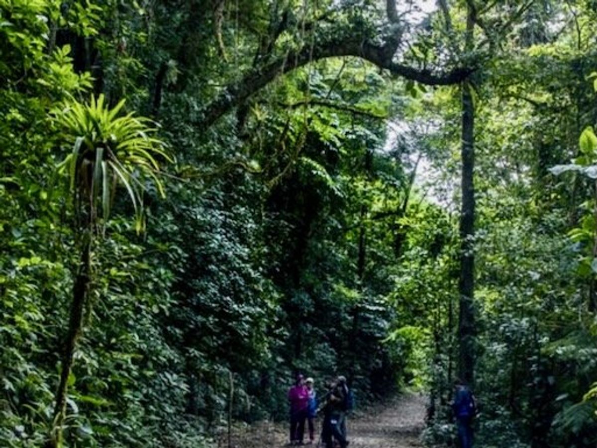 In Costa Rica, climate change threatens 'cloud forest' - Raw Story